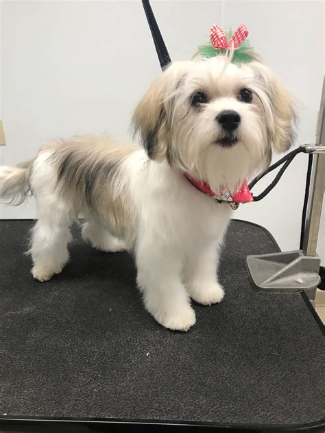 Shih Tzu Maltese Mix Haircuts Shih Tzu Mix Puppies For Sale