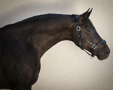 Katie Bogaert And Christina Ditullio Acquire Daniel Pintos Furst Fritz