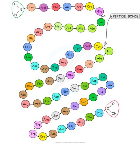 The Four Levels Of Protein Structure Cambridge Cie A Level Biology