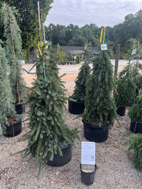 Weeping Serbian Spruce Lichtenfelts