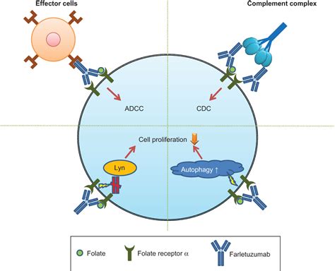 Figure 1 From Profile Of Farletuzumab And Its Potential In The