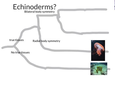Solveddescribe The Different Classes Of Echinoderms Using Examples