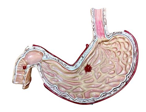 Lower Esophageal Sphincter Diagram Quizlet