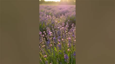 Levender Shortsvideo Greenenergy Nature Flowers Levender Youtube