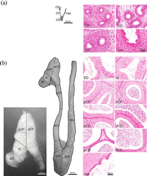 Rabbit Excurrent Ducts A On Postnatal Day Pnd 10 B On Pnd 180