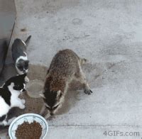 Racoon S Get The Best  On Er
