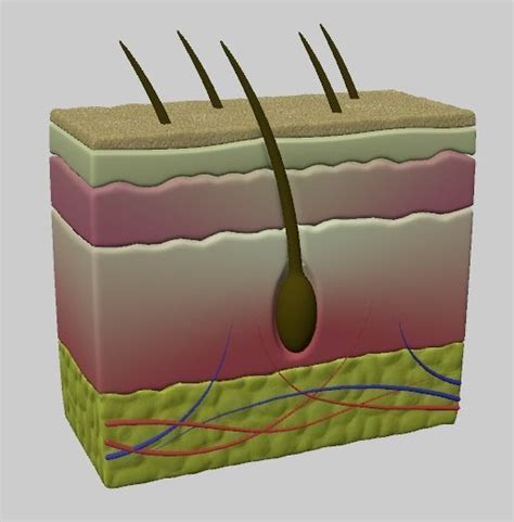 Human Scalp 3d Model 3d Model Cgtrader
