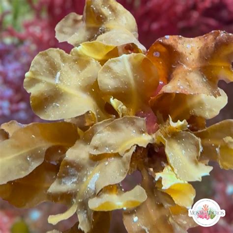 All Macroalgae Page 10 Mosaicmacros