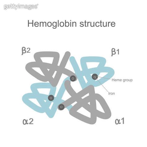 The Picture Of Quaternary Structure Of Hemoglobin Hb Or Hgb Polypeptide Chain Four Subunits