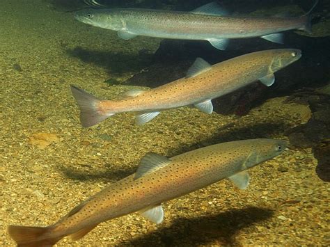 Uzgoj Mladice U Perućcu List MuŠiČar