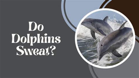 Do Dolphins Have Gills Discover The Surprising Truth