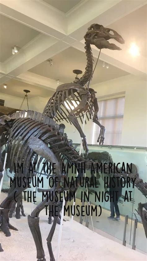 Im At The Amnh American Museum Of Natural History The Museum In Night