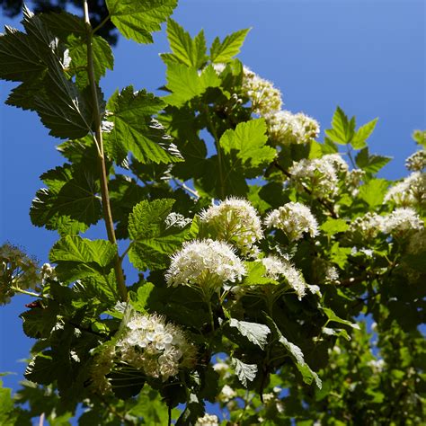Physocarpus Capitatus Pacific Ninebark Cc Dp