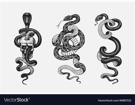Set Of Snakes Pythonidae Or Python Boinae Vector Image