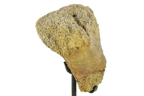 34 Fossil Thescelosaur Vertebra Section W Metal Stand South Dakota