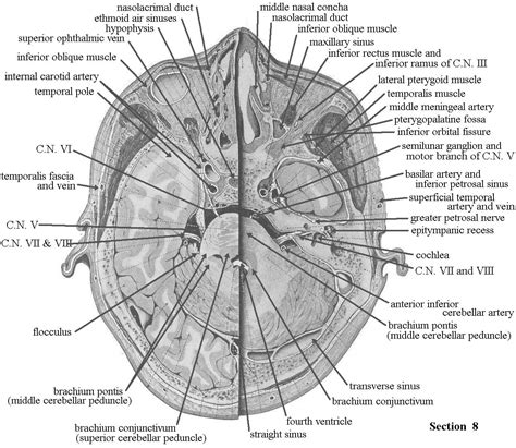 Cross Sectional Human Anatomy