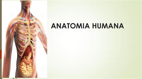 Anatomía Humana Udocz
