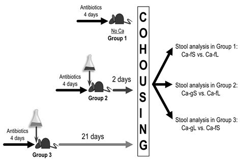 Distinct Stages During Colonization Of The Mouse Gastrointestinal Tract By Candida Albicans