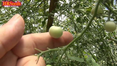 A Closer Look At The Peruvian Wild Tomato Plant Solanum Peruvianum