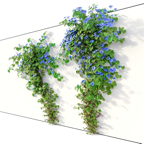 Ipomoea Indica 02 3d Model Cgtrader