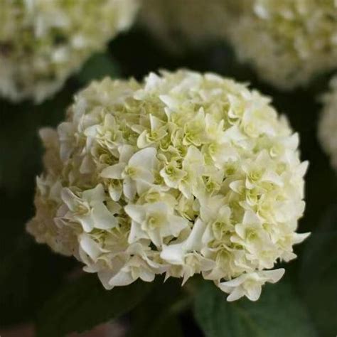 How To Choose The Right Hydrangea Variety For Commercial Planting