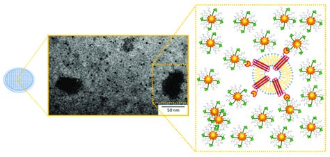 Immunogold Labeling For The Fzd10 Protein On The Exosome Surface