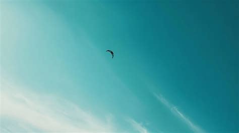 Free Bird Soaring High Image Sky Bird Flying Download At Stockcake