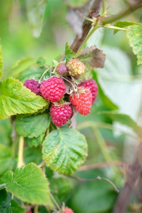 Delicious Raspberry Fruit Closeup Portrait View 03 Stock Image Image