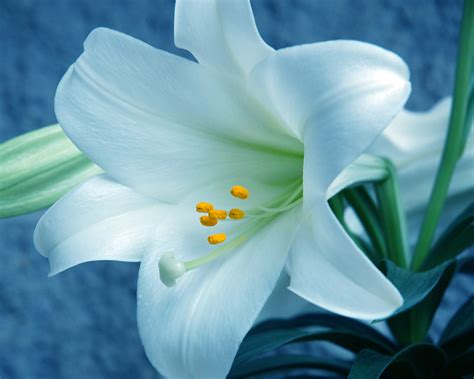 🔥 40 Easter Lilies Wallpapers Wallpapersafari