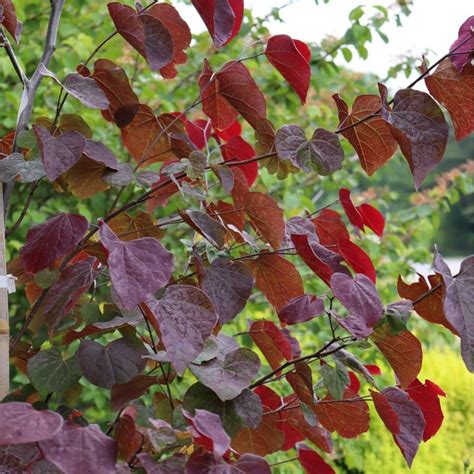 Merlot Redbud Tree — Plant And Bloom Design Studio
