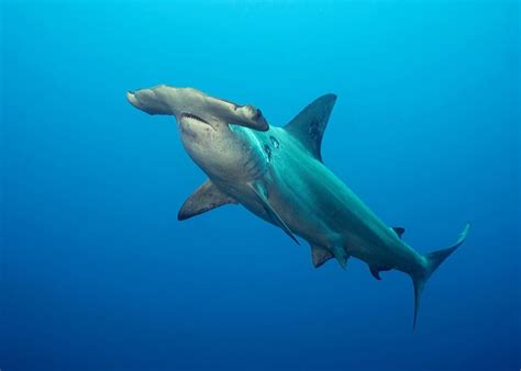 Hammerhead Sharks 5 Places To Find Them