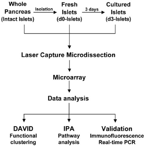 Schematic Diagram Of The Workflow Frozen Sections Of The Intact Human Download Scientific