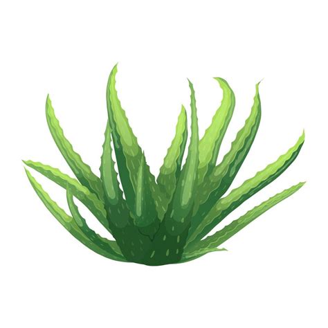 Illustration Vectorielle De Dessin Animé Plante Aloe Vera 17422012 Art