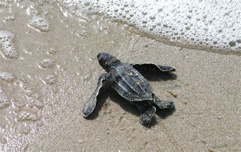 Protect Hatching Sea Turtles Florida Sportsman