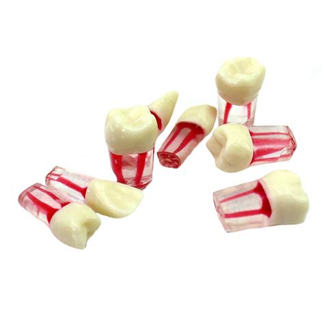 Buy Whytt Teeth Anatomical Models Teaching Model Of Dental Endodontics