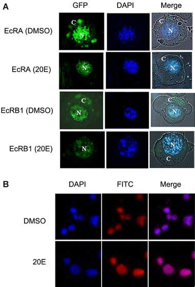 Subcellular Localization Of Four Ecdysone Receptor Ecr And