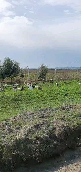 Pilo Lalas Farm Pilolalafarm • Instagram Photos And Videos