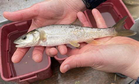 Northern Pikeminnow Oregon Sea Grant Oregon State University