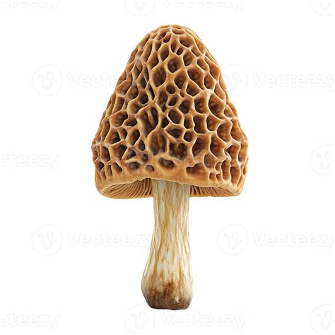 A Detailed Studio Photograph Showing A Single Edible Morel Mushroom
