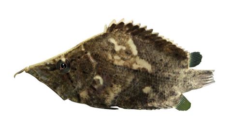 Leaf Fish Sawan Books