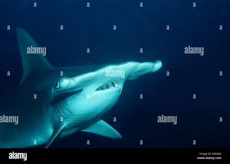 Sphyrna Lewini Scalloped Hammerhead Shark In Blue Water Galapagos