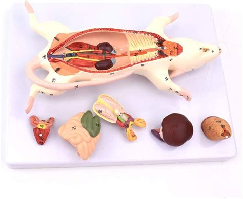 Anatomy Of Mice