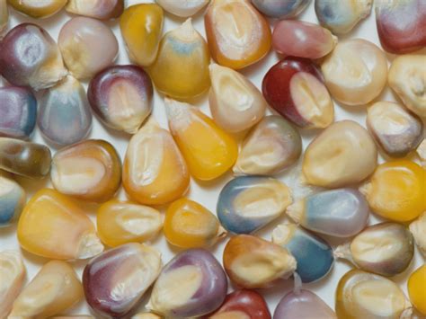 Unlock The Magic Of Glass Gem Corn Plant Harvest And Cook