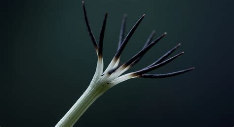 Protracted Conflict → Term