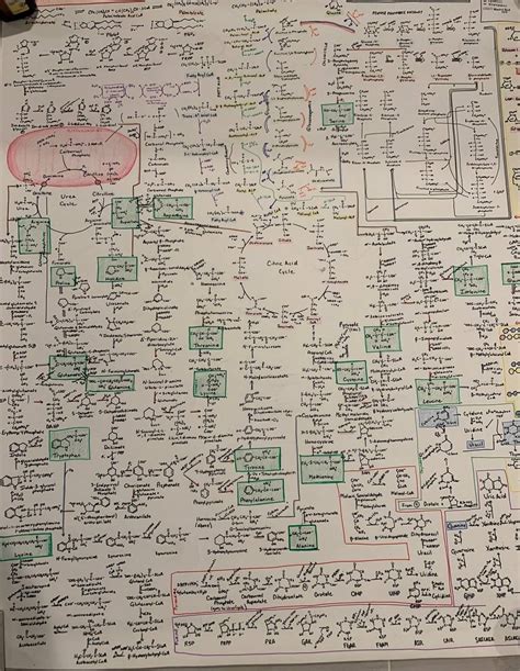 Hand Drawn Chart Of All The Metabolic Pathways In The Body Scrolller