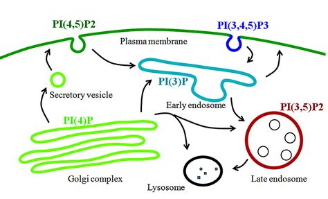 Research Summary The Mao Lab