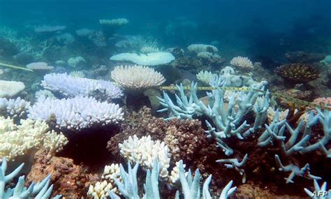 19 Australian Ecosystems Are Collapsing Due To Human Impact Report Finds