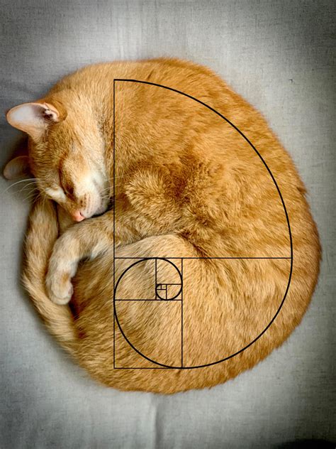 ginger fibonacci check our pawsome store if you love cats 👉