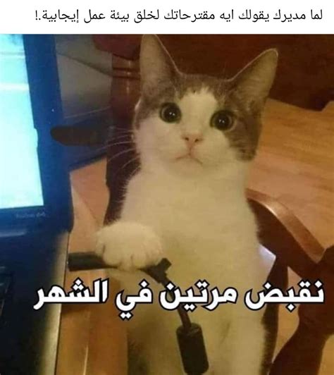 Heba Mostafa On Linkedin Totally Agree 😂