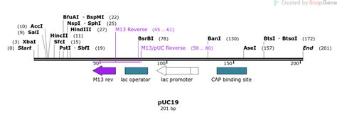 Addgene Puc19 Sequences